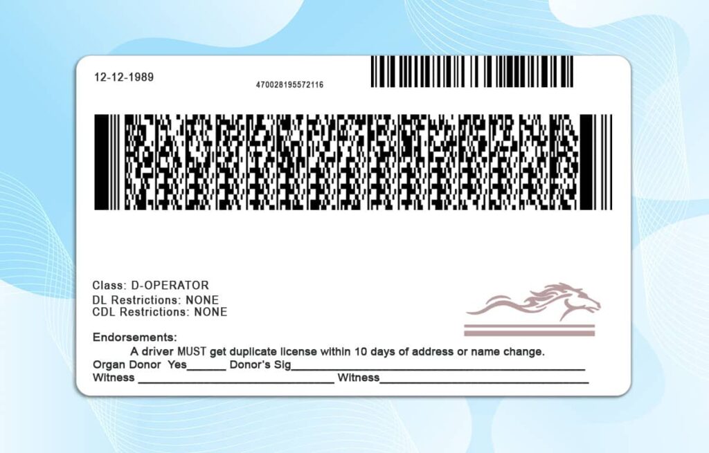 Kentucky Drivers License Template (New Edition) – Photoshop File